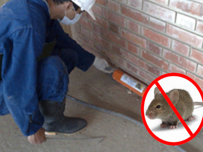 ¿Por qué hacer un control de plaga de ratas? - Tecnoplagas